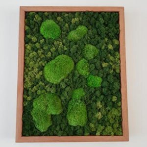 Mostypes - Moss Projects